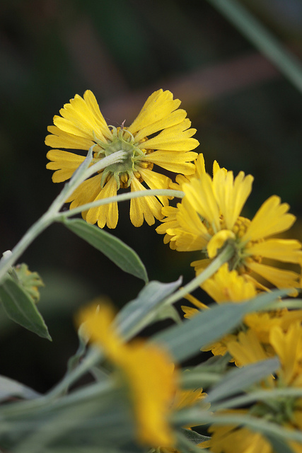 Helenium autumnale - Fiche botanique | Conservation Nature