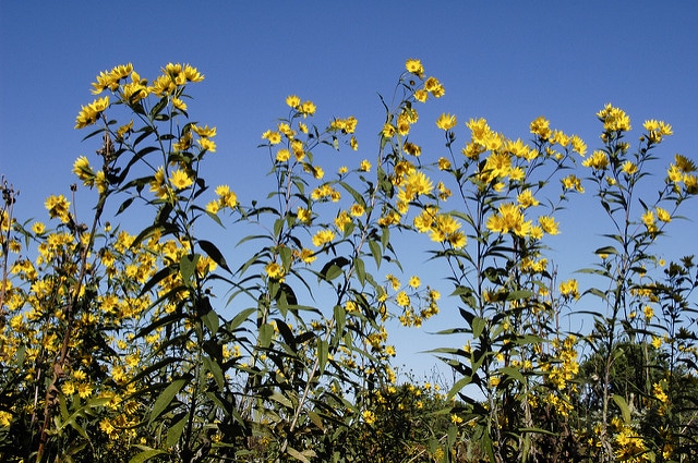 Helianthus grosseserratus - Fiche botanique | Conservation Nature