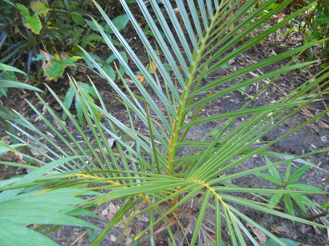 Palmiste marron (Hyophorbe verschaffeltii) - Fiche botanique ...