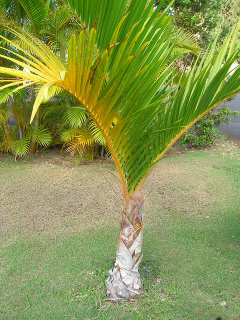 Palmiste marron (Hyophorbe verschaffeltii) - Fiche botanique ...