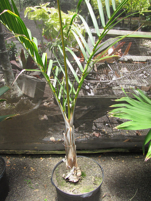 Palmiste marron (Hyophorbe verschaffeltii) - Fiche botanique ...