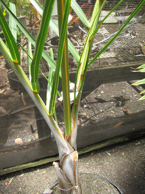 Palmiste marron (Hyophorbe verschaffeltii) - Fiche botanique ...
