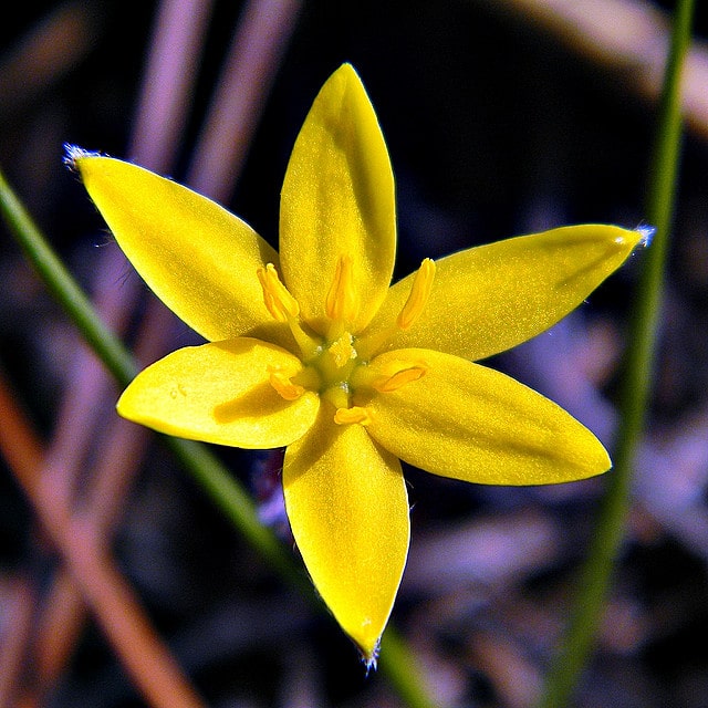 Hypoxis juncea - Fiche botanique | Conservation Nature