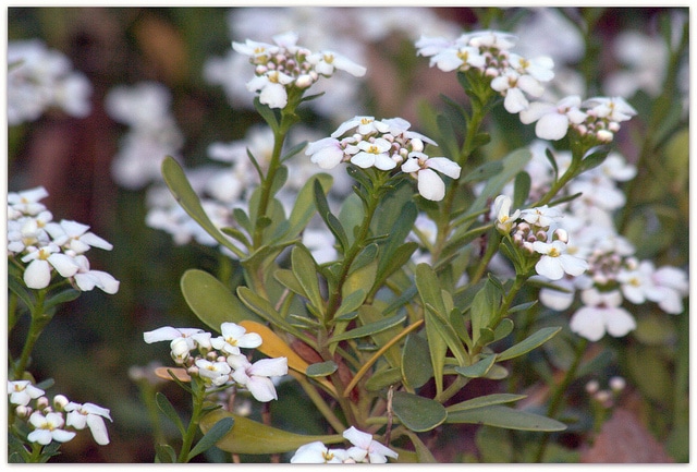 Iberis semperflorens - Fiche botanique | Conservation Nature