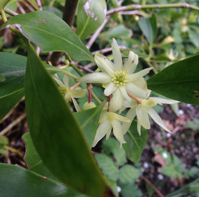 Badiane japonaise (Illicium anisatum) - Fiche botanique | Conservation ...