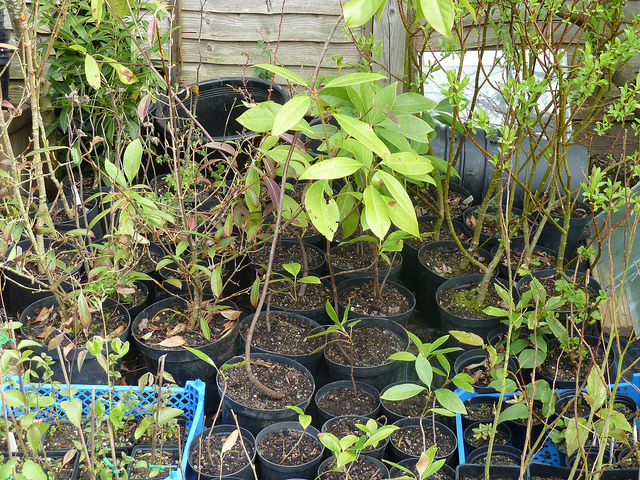 Illicium floridanum - Fiche botanique | Conservation Nature