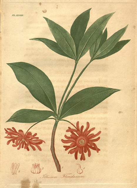 Illicium floridanum - Fiche botanique | Conservation Nature