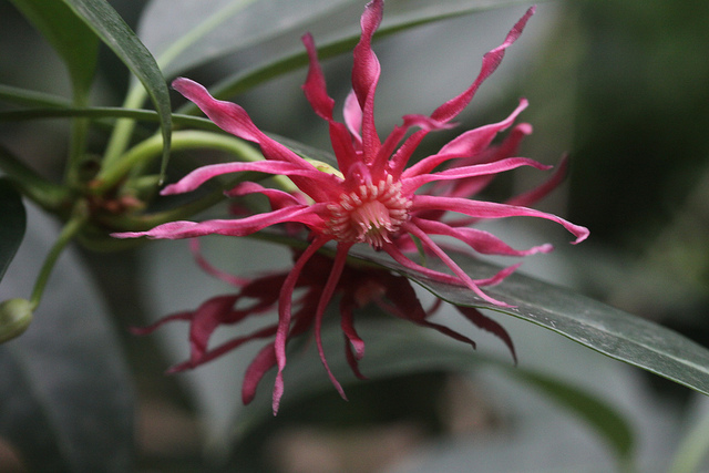 Illicium floridanum - Fiche botanique | Conservation Nature