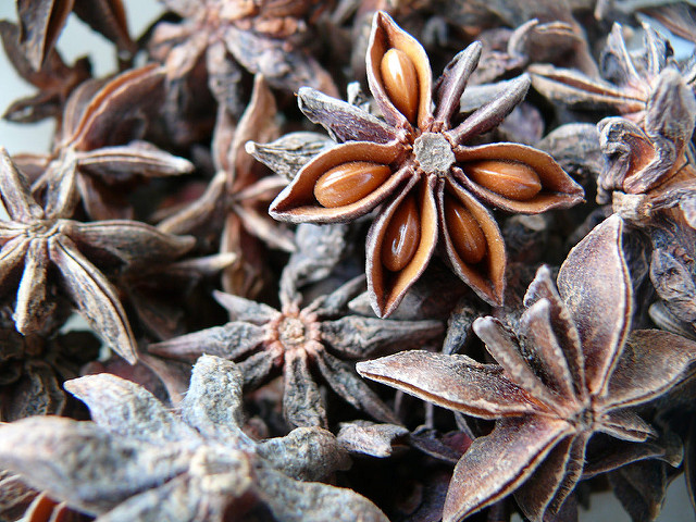 Badianier de chine (Illicium verum) - Fiche botanique | Conservation Nature