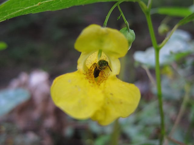 Impatiens pallida - Fiche botanique | Conservation Nature