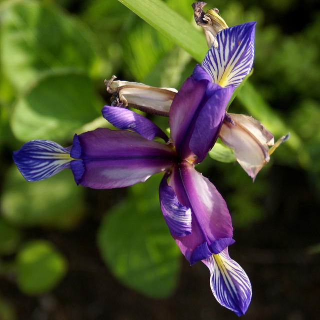 Iris à feuilles de graminées (Iris graminea) - Fiche botanique ...
