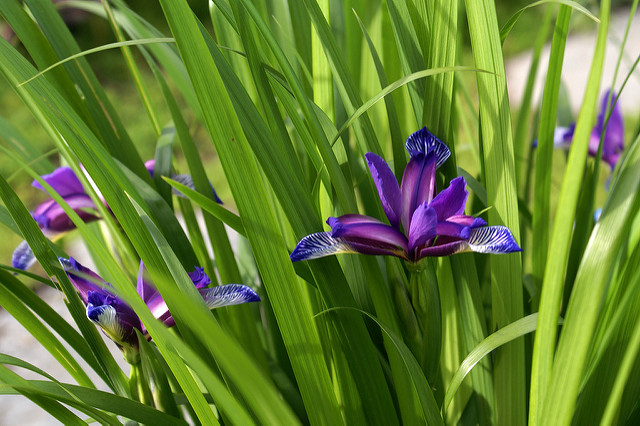 Iris à feuilles de graminées (Iris graminea) - Fiche botanique ...