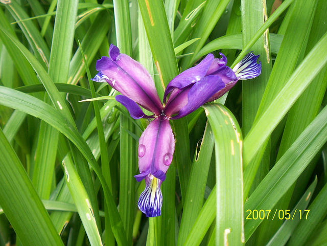 Iris à feuilles de graminées (Iris graminea) - Fiche botanique ...