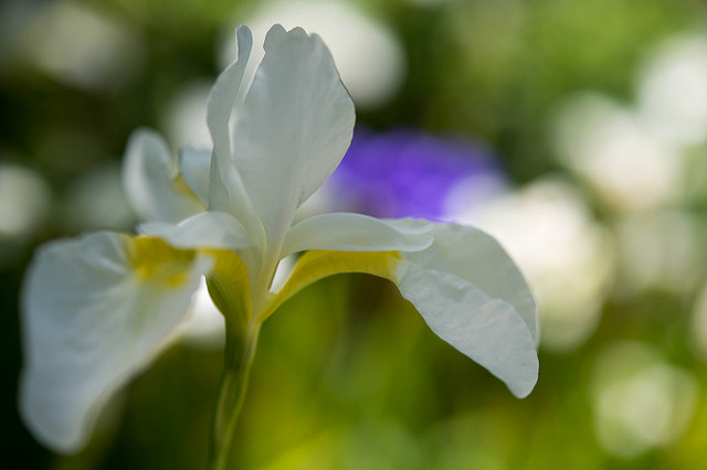 Iris sanguin (Iris sanguinea) - Fiche botanique | Conservation Nature