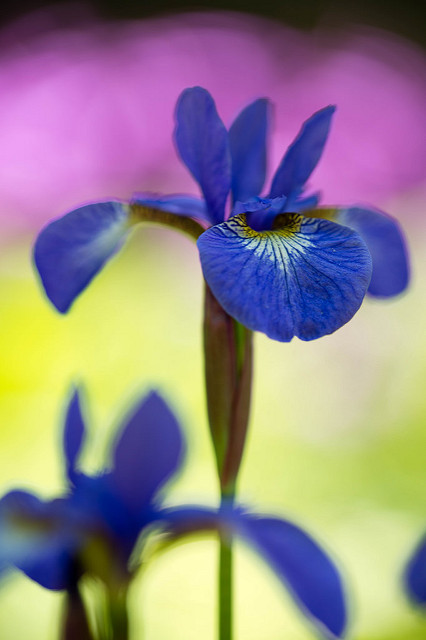Iris sanguin (Iris sanguinea) - Fiche botanique | Conservation Nature