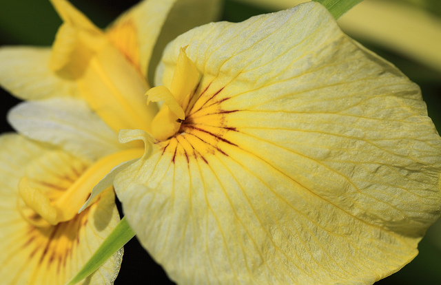 Iris sanguin (Iris sanguinea) - Fiche botanique | Conservation Nature