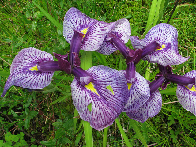 Iris setosa - Fiche botanique | Conservation Nature
