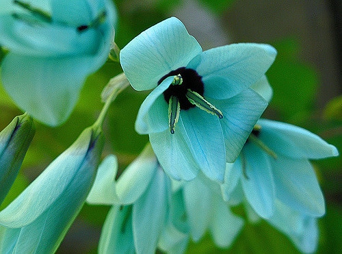 Ixia viridiflora - Fiche botanique | Conservation Nature