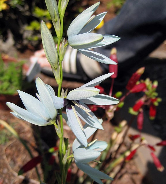 Ixia viridiflora - Fiche botanique | Conservation Nature