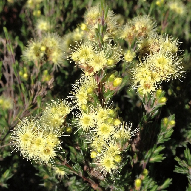 Kunzea muelleri - Fiche botanique | Conservation Nature