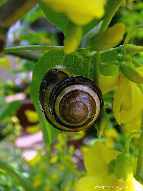 Aubour des alpes (Laburnum alpinum) - Fiche botanique | Conservation Nature