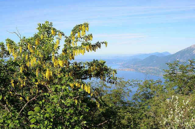 Aubour des alpes (Laburnum alpinum) - Fiche botanique | Conservation Nature