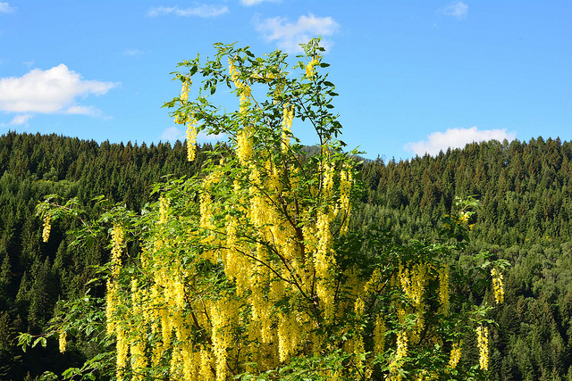 Aubour des alpes (Laburnum alpinum) - Fiche botanique | Conservation Nature