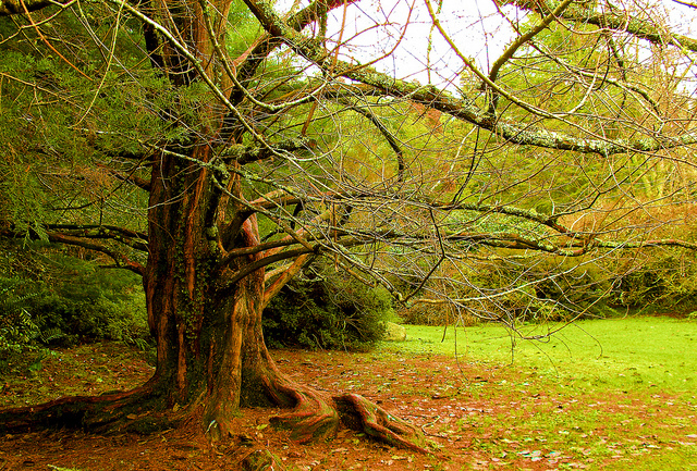Mélèze commun (Larix decidua) - Fiche botanique | Conservation Nature