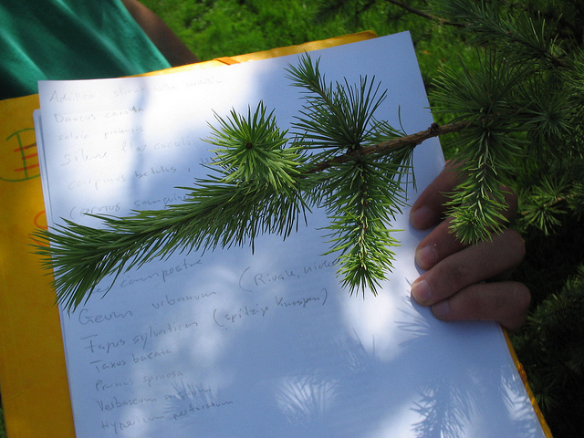 Mélèze commun (Larix decidua) - Fiche botanique | Conservation Nature