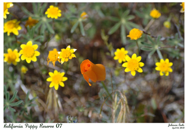 Lasthenia glabrata - Fiche botanique | Conservation Nature