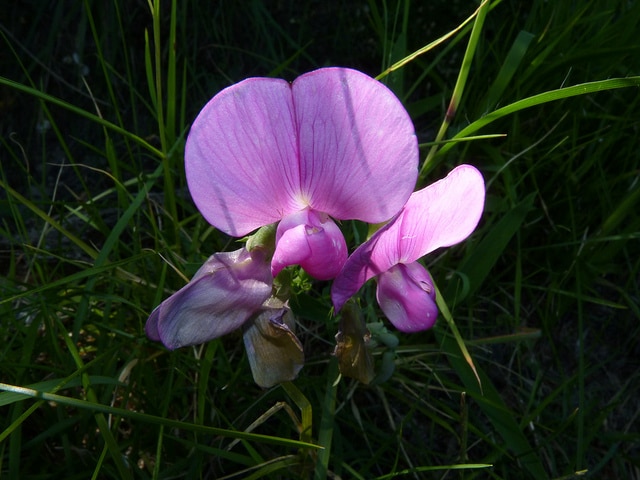 Gesse des bois (Lathyrus sylvestris) - Fiche botanique | Conservation ...