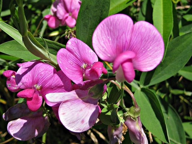 Gesse des bois (Lathyrus sylvestris) - Fiche botanique | Conservation ...
