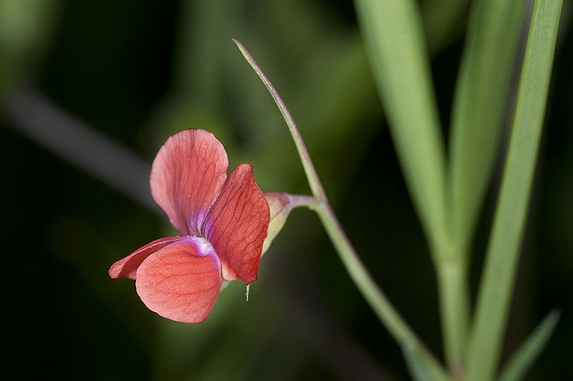 Gesse des bois (Lathyrus sylvestris) - Fiche botanique | Conservation ...