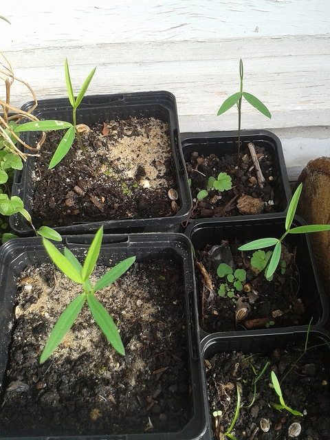 Gesse des bois (Lathyrus sylvestris) - Fiche botanique | Conservation ...