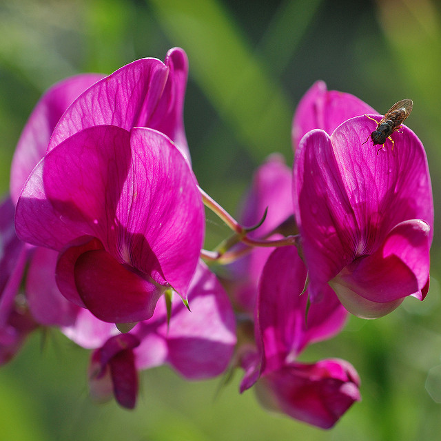Gesse tubéreuse (Lathyrus tuberosus) - Fiche botanique | Conservation ...