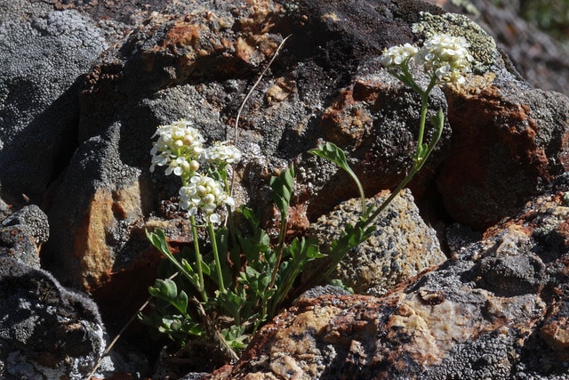 Lepidium montanum - Fiche botanique | Conservation Nature
