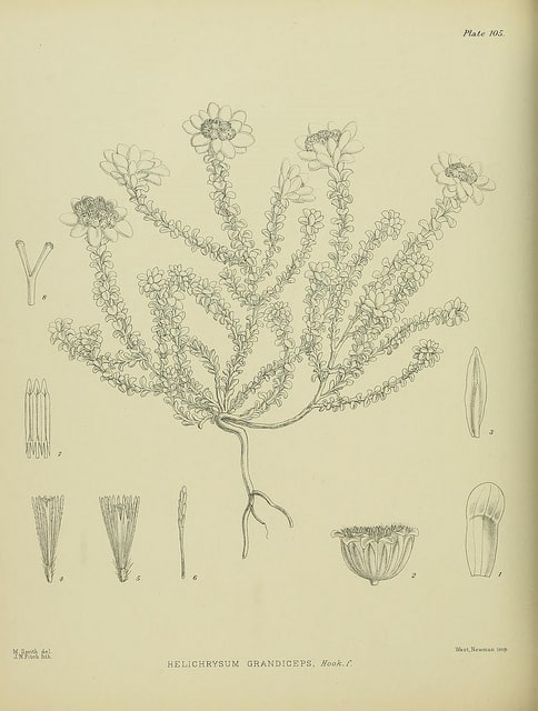 Leucogenes grandiceps - Fiche botanique | Conservation Nature