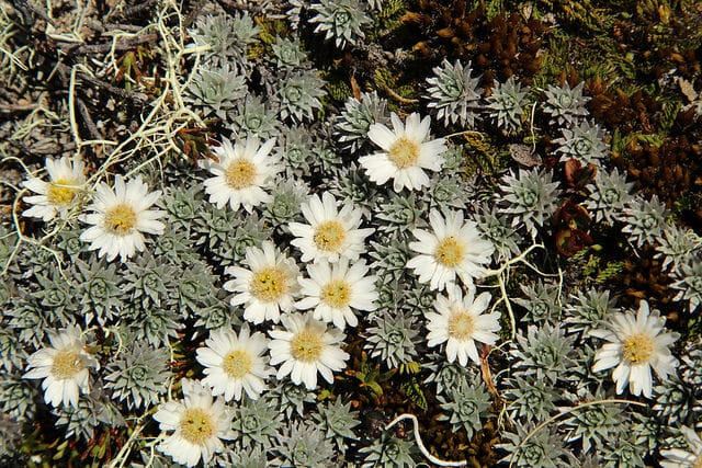 Leucogenes grandiceps - Fiche botanique | Conservation Nature
