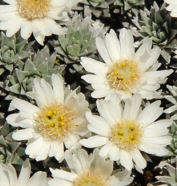 Leucogenes grandiceps - Fiche botanique | Conservation Nature