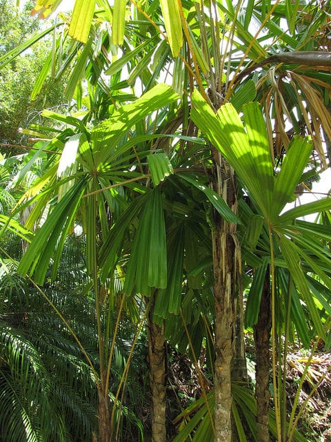 Licuala spinosa - Fiche botanique | Conservation Nature