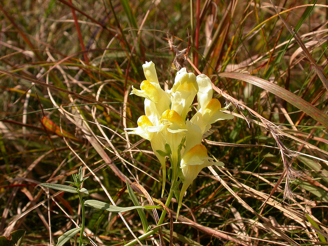 Linaire commune (Linaria vulgaris) - Fiche botanique | Conservation Nature