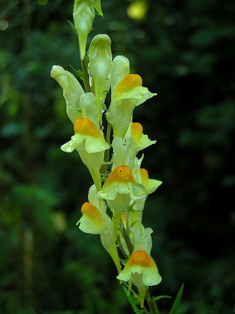 Linaire commune (Linaria vulgaris) - Fiche botanique | Conservation Nature