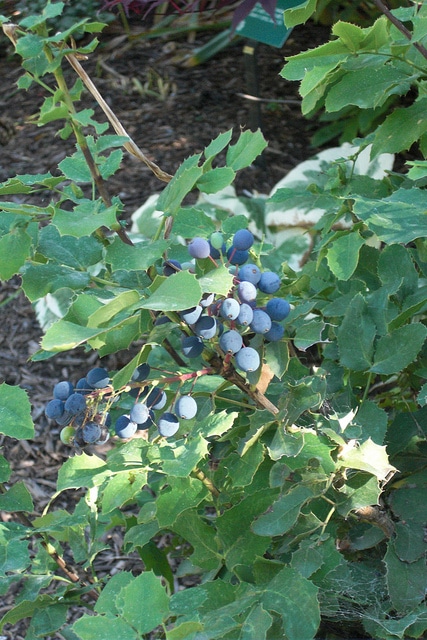 Berberis repens (Mahonia repens) - Fiche botanique | Conservation Nature