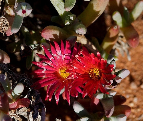 Malephora crocea - Fiche botanique | Conservation Nature