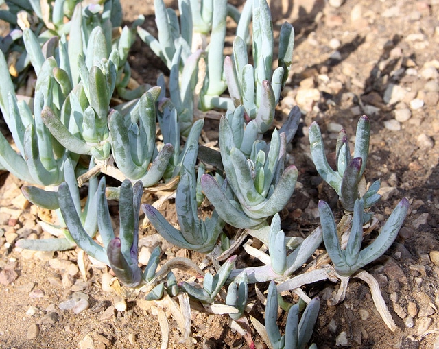 Malephora crocea - Fiche botanique | Conservation Nature