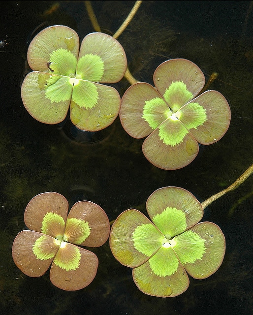 Marsilea brownii (Marsilea mutica) - Fiche botanique | Conservation Nature