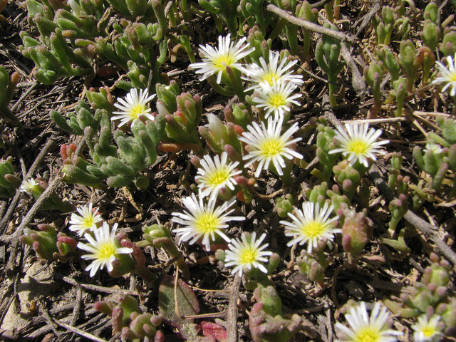 Ficoïde à fleurs nodales (Mesembryanthemum nodiflorum) - Fiche ...