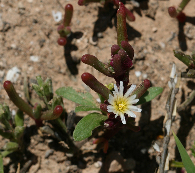 Ficoïde à fleurs nodales (Mesembryanthemum nodiflorum) - Fiche ...