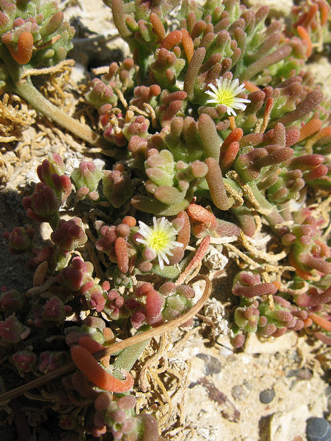 Ficoïde à fleurs nodales (Mesembryanthemum nodiflorum) - Fiche ...