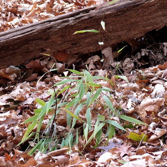 Microstegium vimineum - Fiche botanique | Conservation Nature